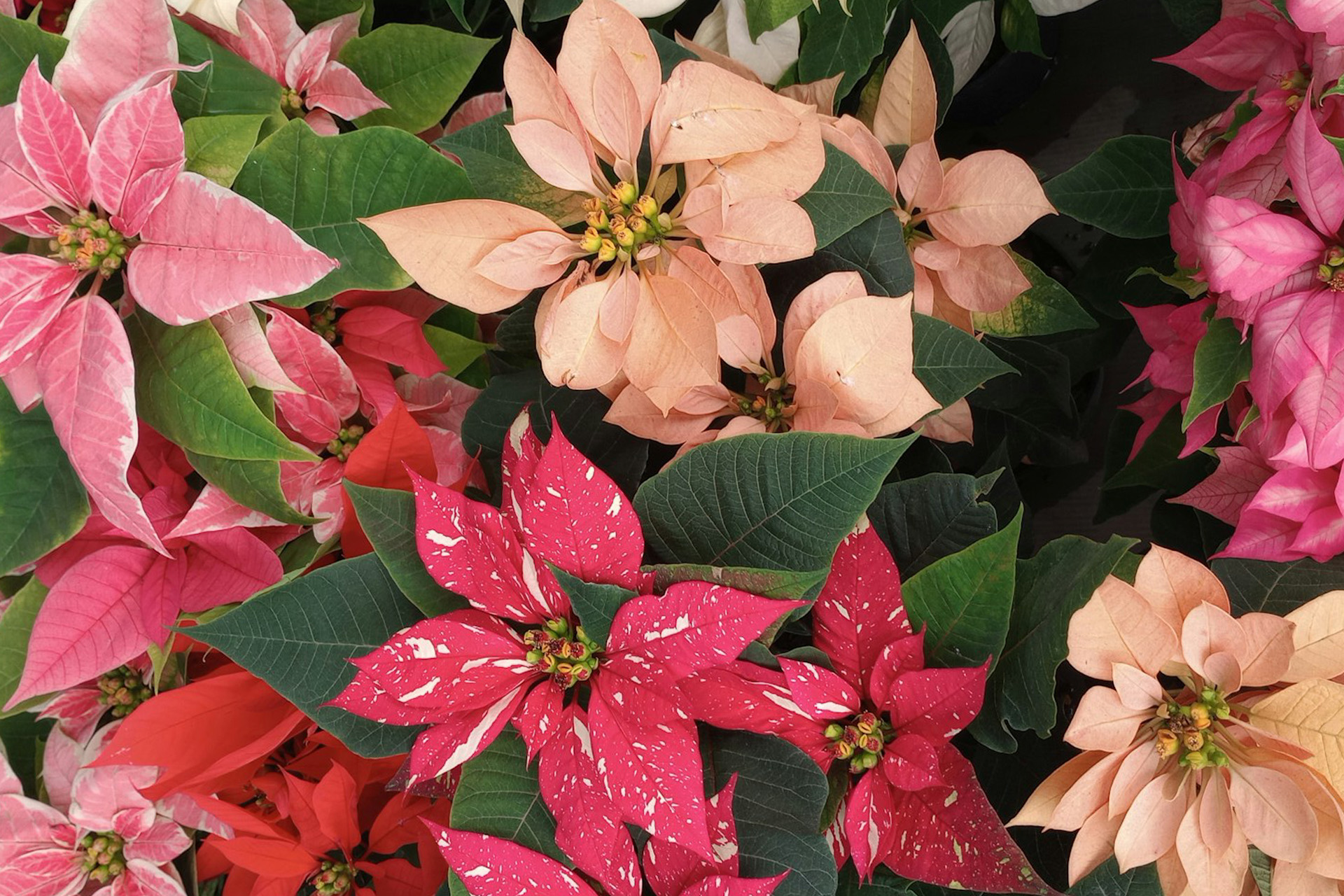 La flor de Nochebuena: símbolo decembrino y orgullo de la biodiversidad ...